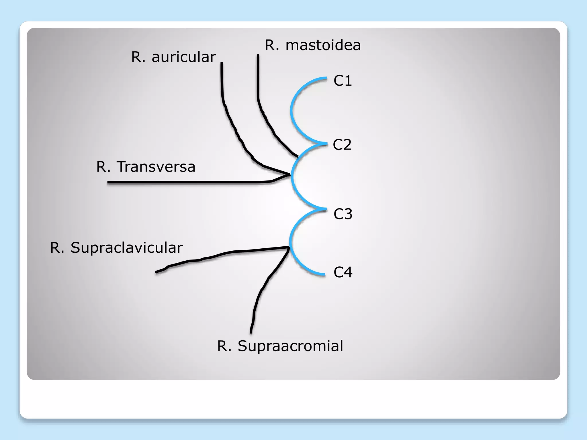 Plexo cervical anatomia | PPT