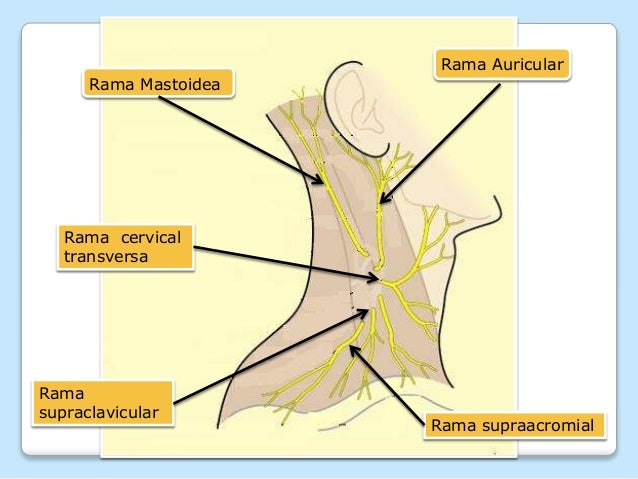 Plexo cervical anatomia