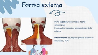 Plexo cervicales posterior ............... | PDF