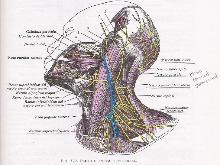 Plexo cervical y plexo braquial