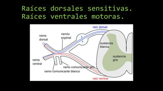 Plexo Dorsal..pptx