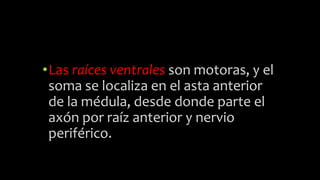 Plexo Dorsal..pptx