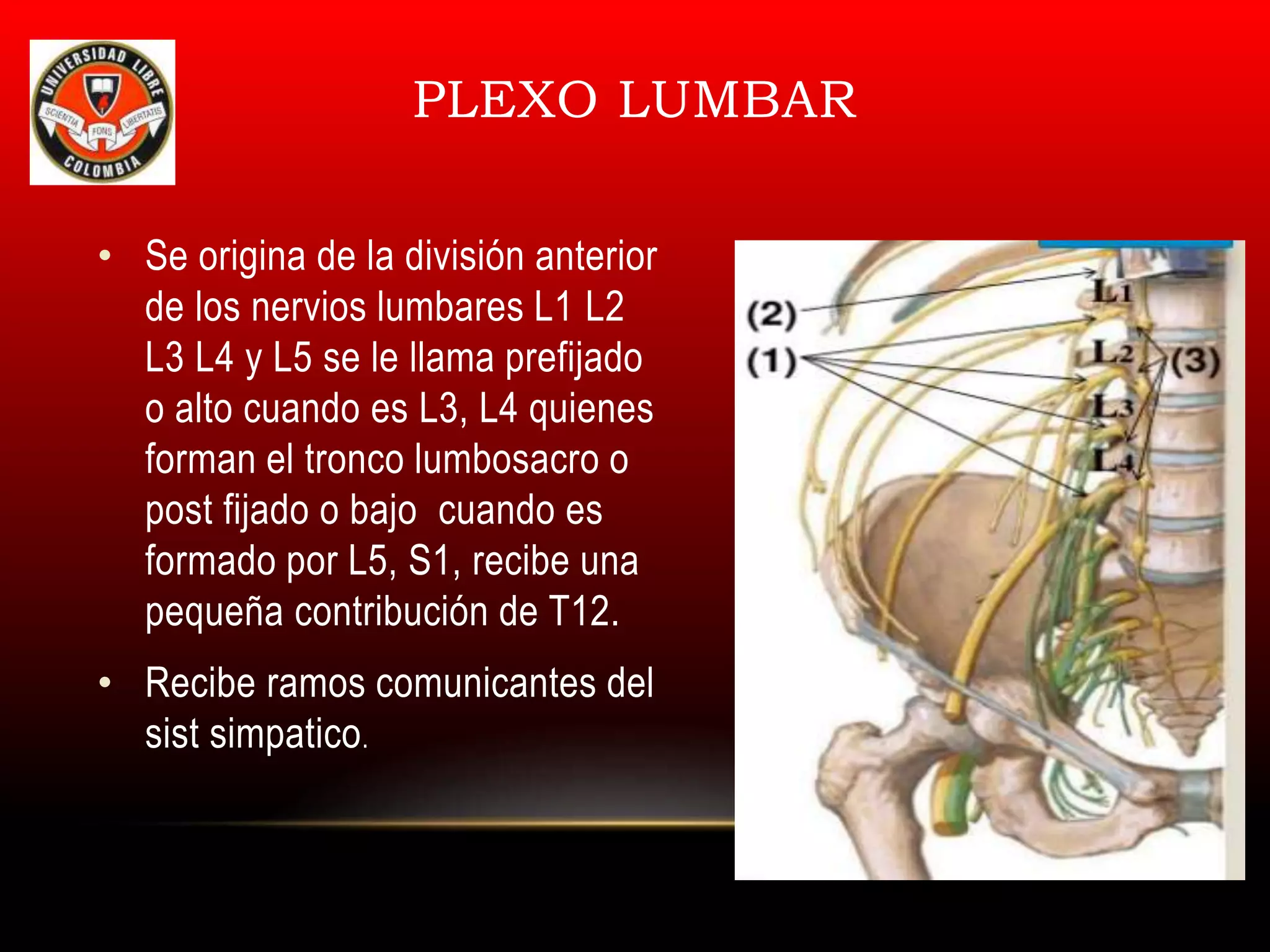 Plexo lumabr sacro y coccigeo. | PPTX
