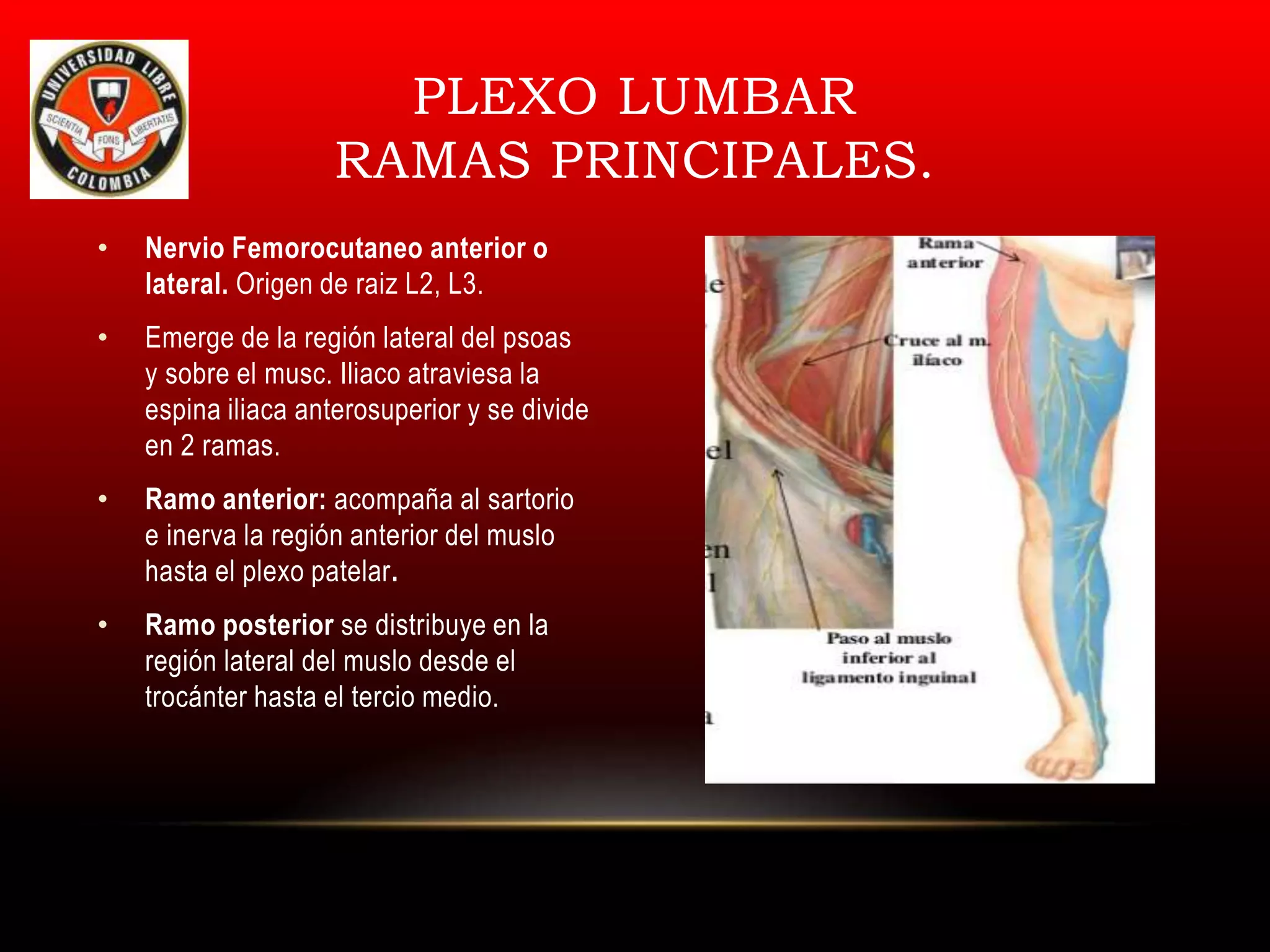 Plexo lumabr sacro y coccigeo. | PPTX