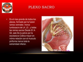 Plexo lumabr sacro y coccigeo. | PPTX