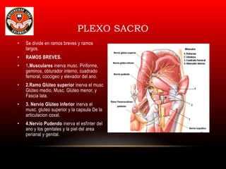 Plexo lumabr sacro y coccigeo. | PPTX
