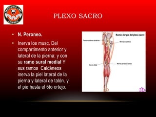 Plexo lumabr sacro y coccigeo. | PPTX