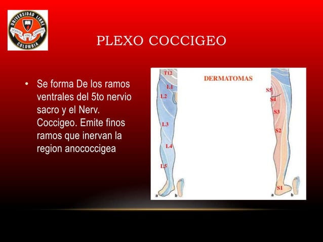 Plexo lumabr sacro y coccigeo. | PPTX