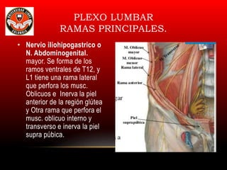 Plexo lumabr sacro y coccigeo. | PPTX