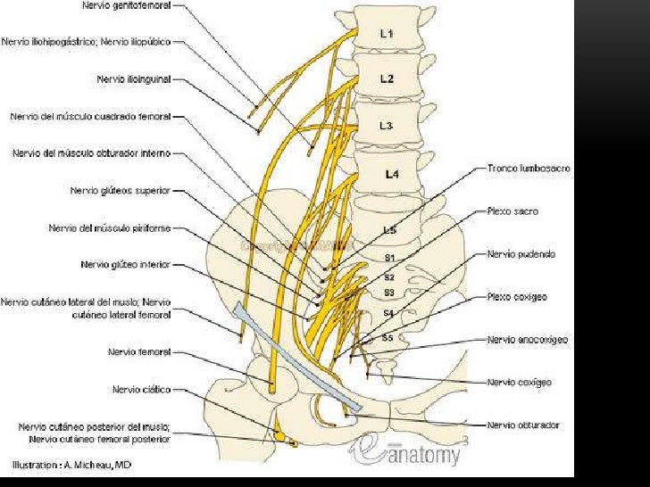 Plexo lumbar