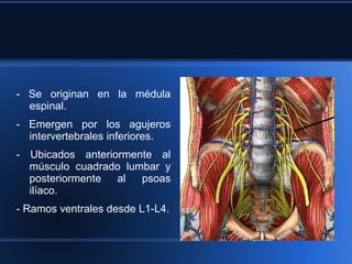 Plexo lumbar | PPT