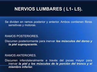 Plexo lumbar | PPT