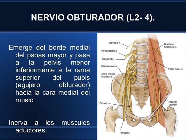 Plexo lumbar