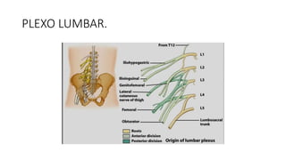 plexo lumbar.pptx