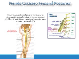 Plexo lumbo sacro | PPTX