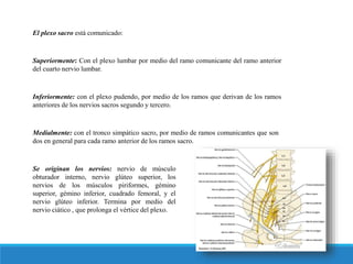 Plexo lumbo sacro | PPTX