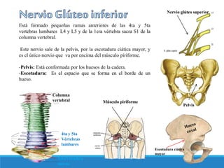 Plexo lumbo sacro | PPTX