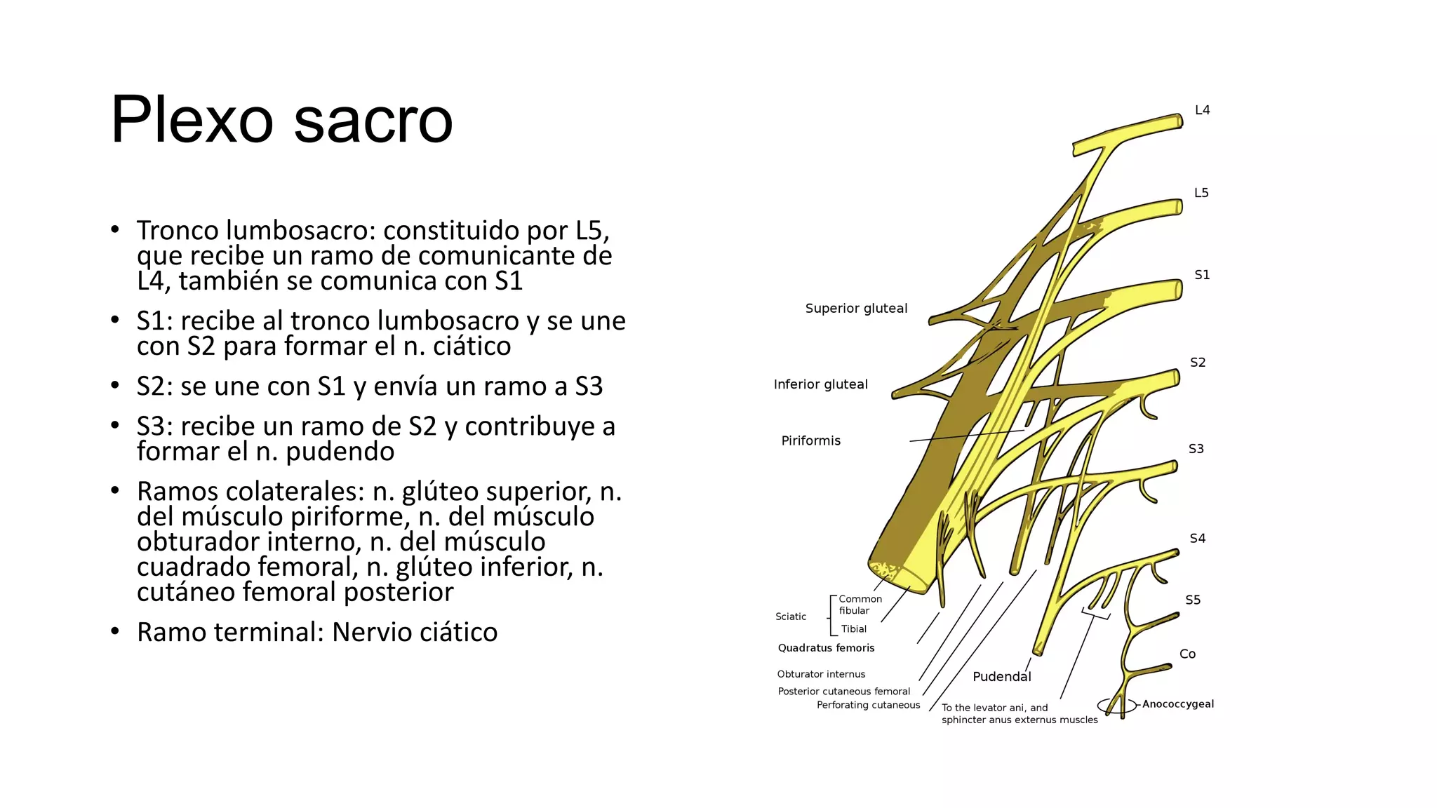 Plexo lumbosacro | PDF