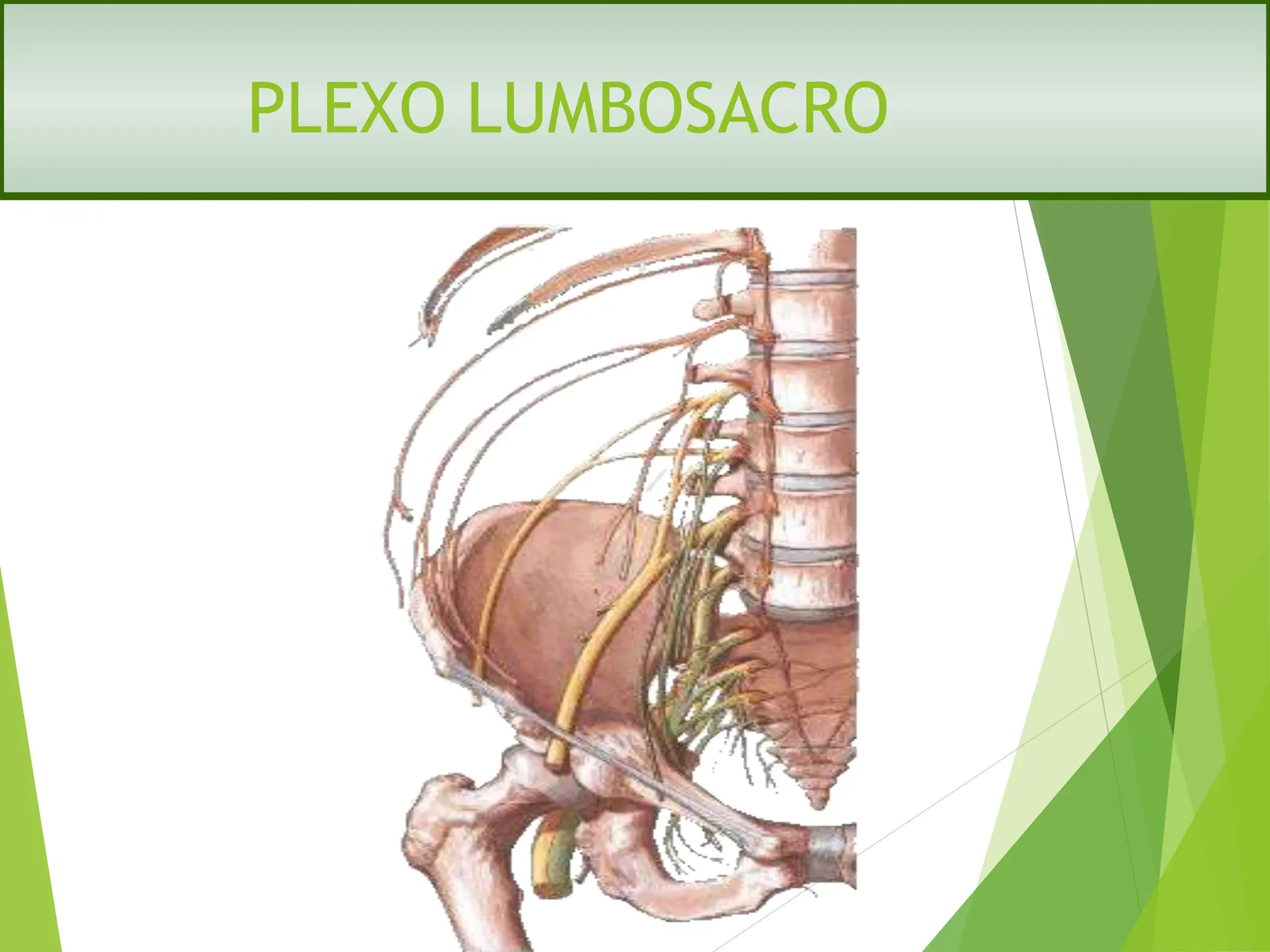 Anatomía: plexo lumbosacro, breve resumen | PPTX