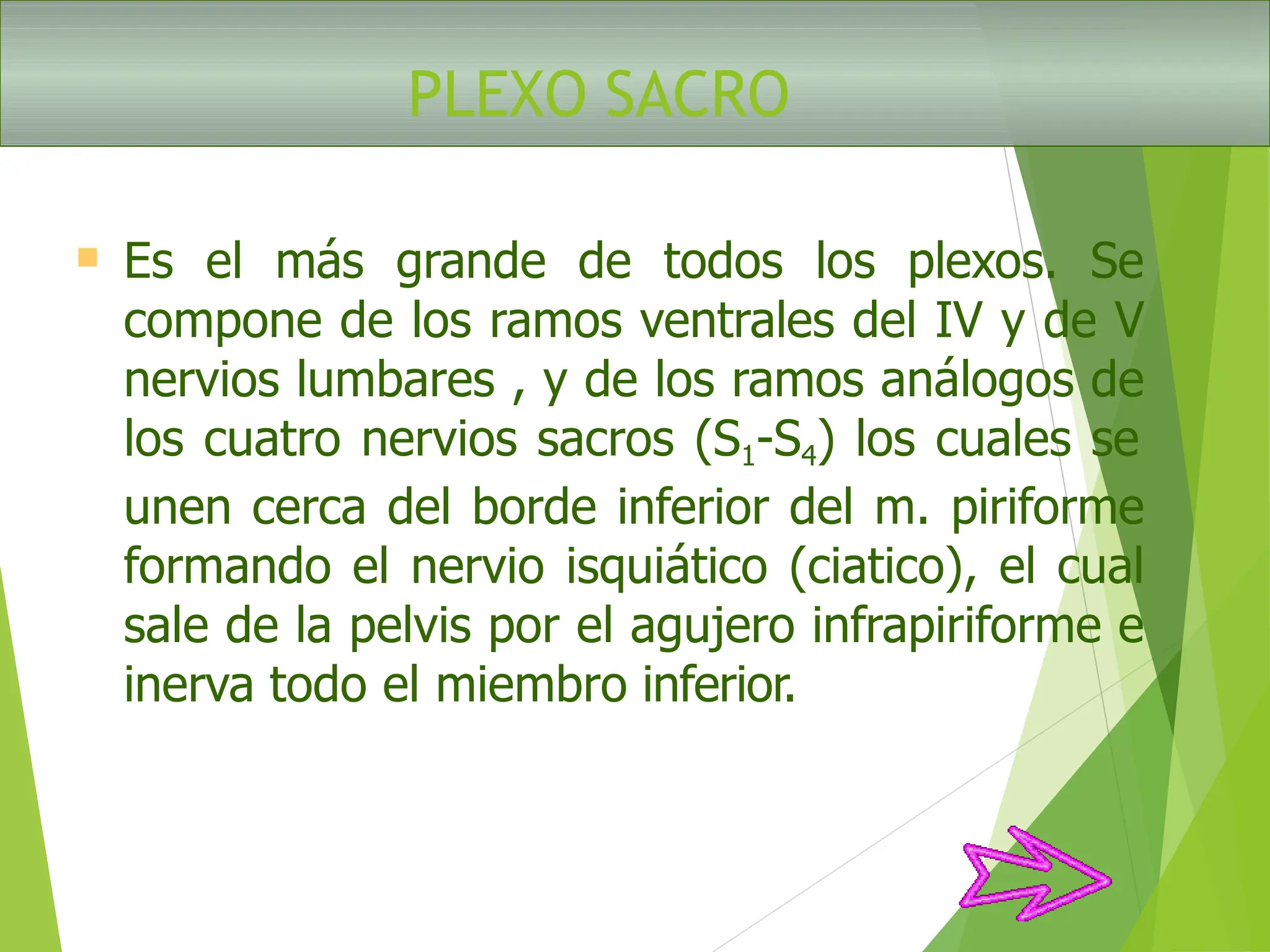 Anatomía: plexo lumbosacro, breve resumen | PPTX