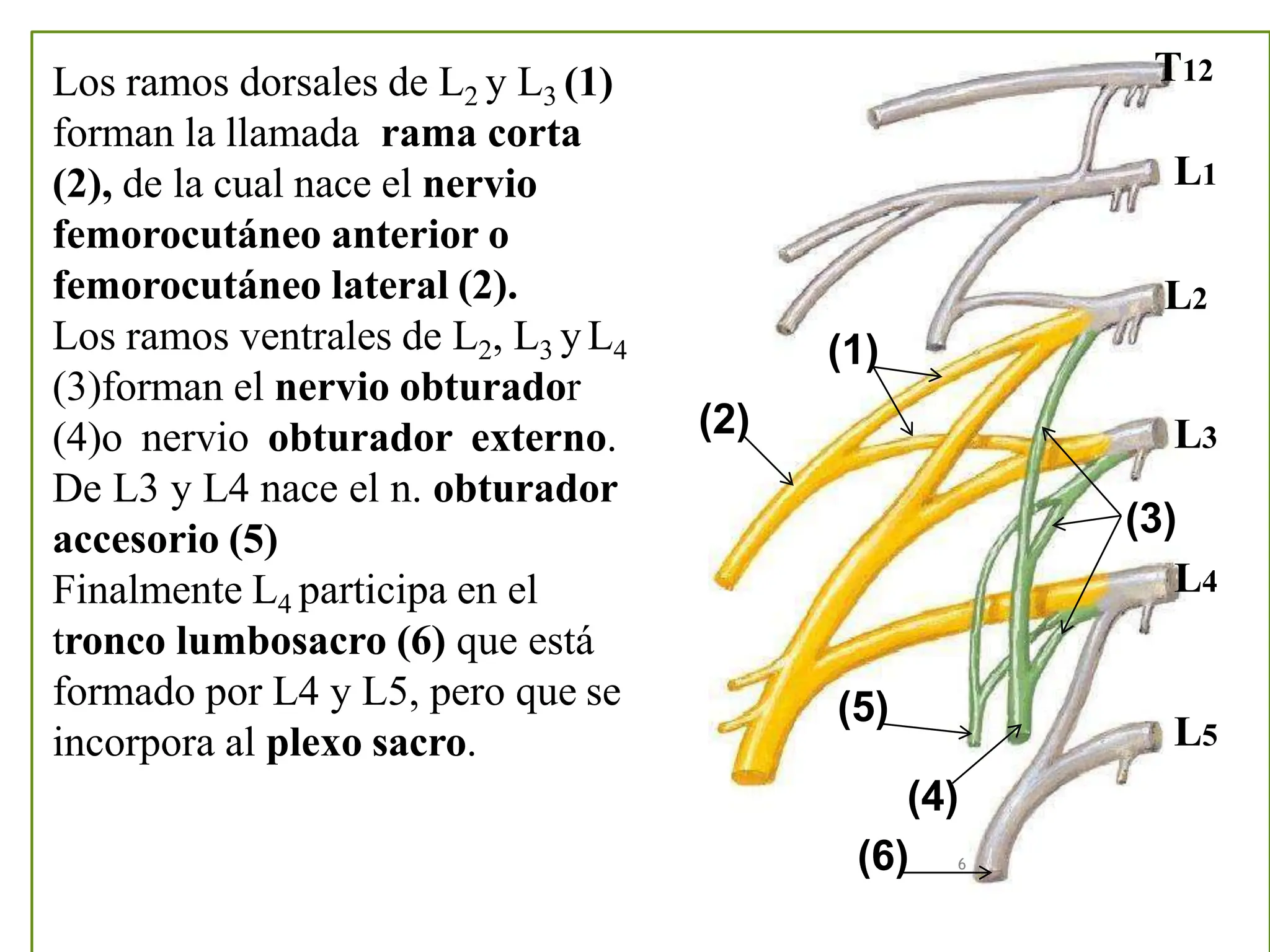 Anatomía: plexo lumbosacro, breve resumen | PPTX