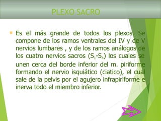 Anatomía: plexo lumbosacro, breve resumen | PPTX
