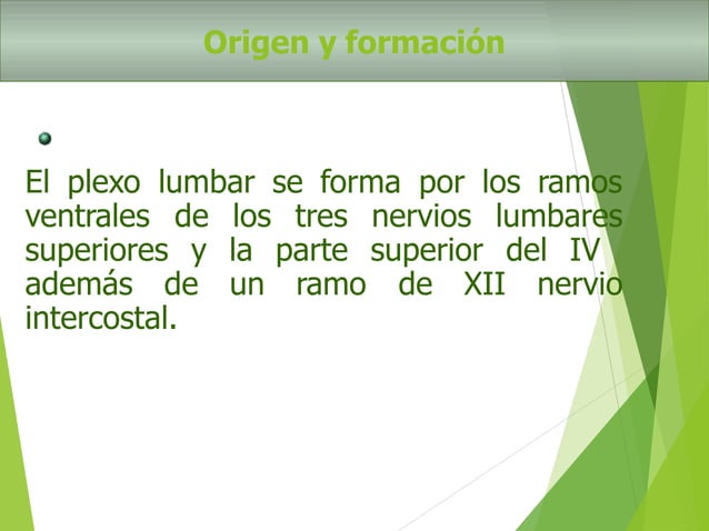 Anatomía: plexo lumbosacro, breve resumen | PPTX