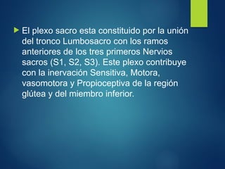 plexolumbosacro facil de entender con dibujo.pptx