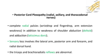 plexopathy Upper limb for rheumatologist | PDF
