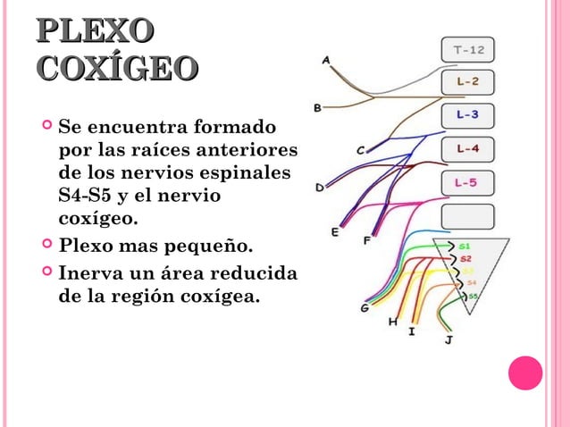 Plexo sacro | PPT