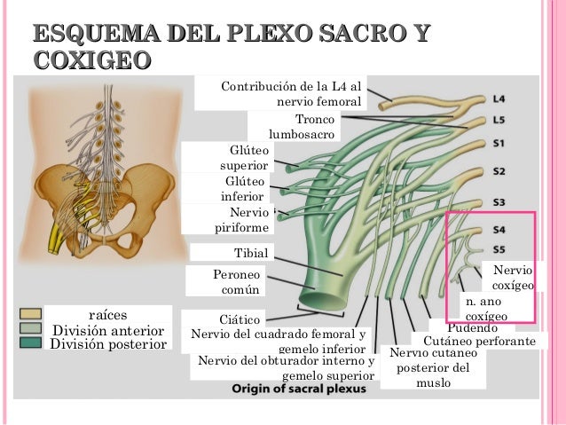 Plexo sacro