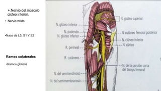 Plexo sacro | PPTX