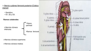 Plexo sacro | PPTX