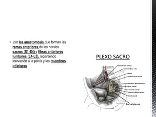 Plexo sacro | PPTX