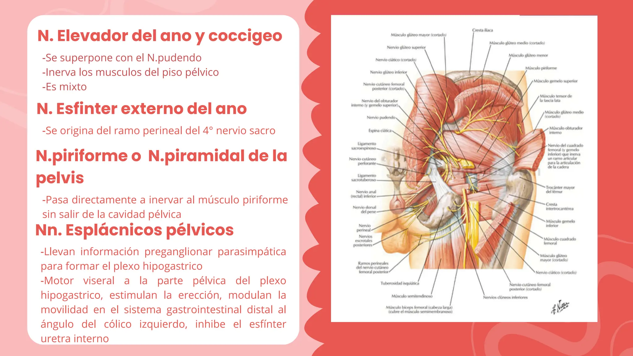 Plexo sacro, como se forma y sus ramas principales | PDF