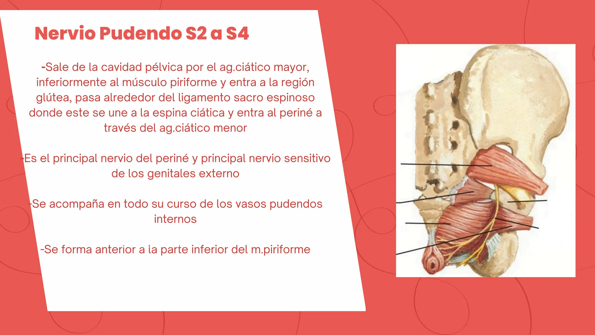 Plexo sacro, como se forma y sus ramas principales | PDF