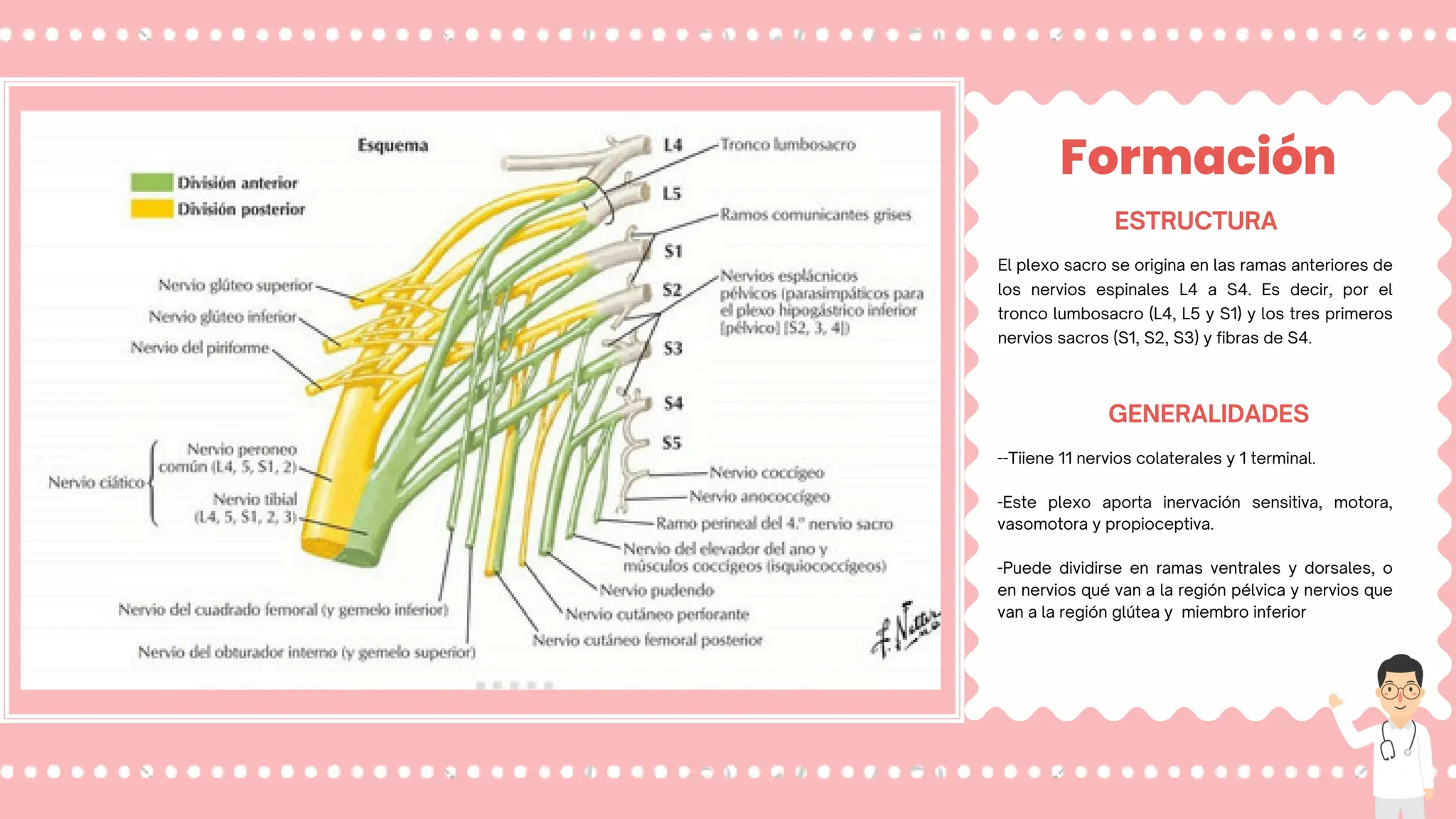 Plexo sacro, como se forma y sus ramas principales | PDF