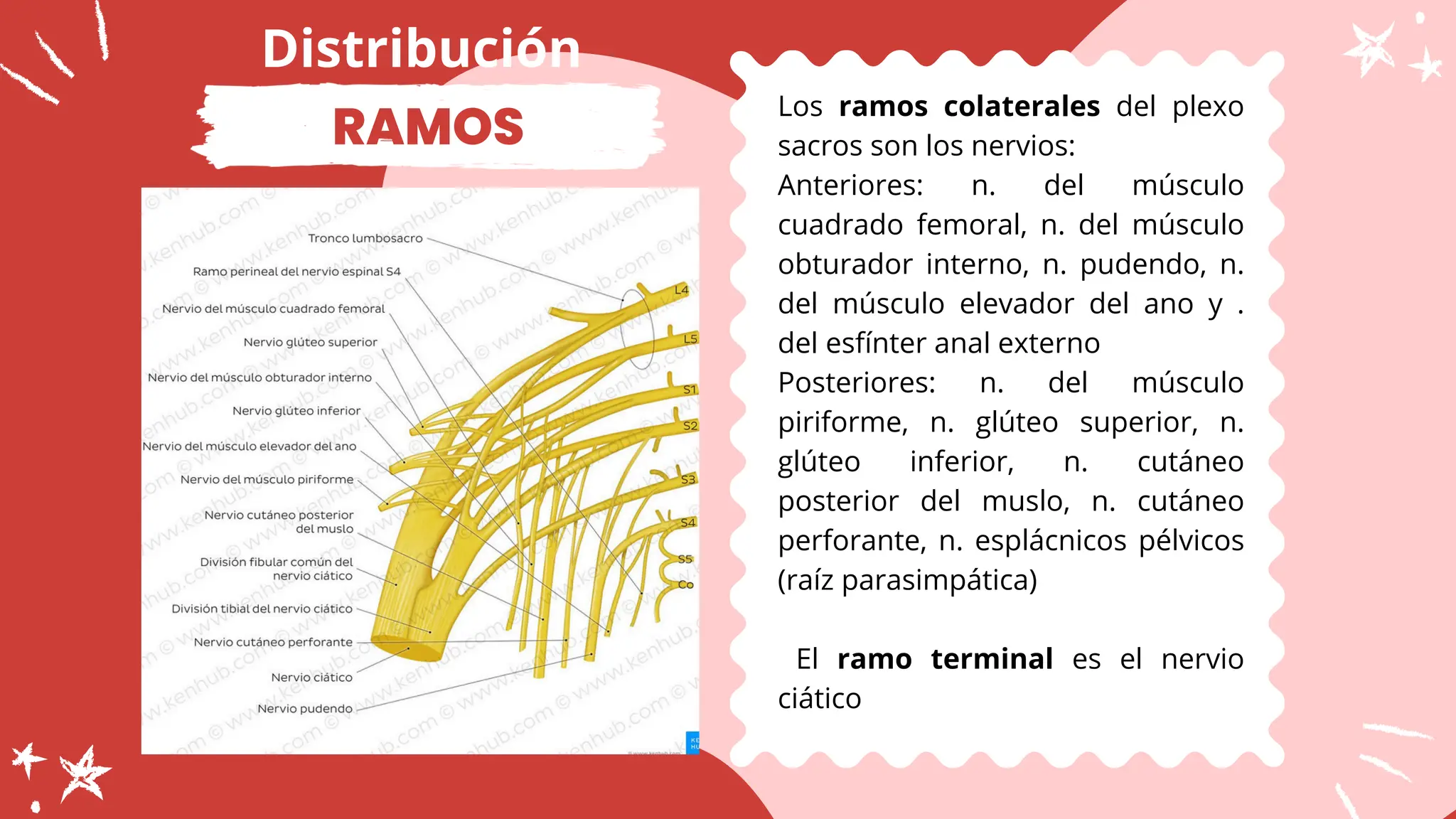 Plexo sacro, como se forma y sus ramas principales | PDF