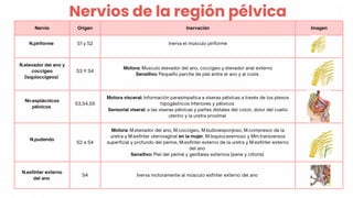 Plexo sacro, como se forma y sus ramas principales | PDF