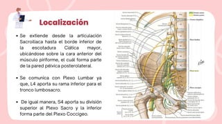 Plexo sacro, como se forma y sus ramas principales | PDF