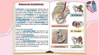 Plexo sacro, como se forma y sus ramas principales | PDF