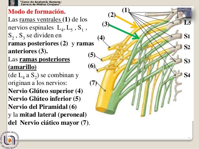 Plexo Sacro Y Coccigeo - slingo