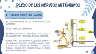 Plexo Sacro Suelo Pelviano powerpoint.pptx