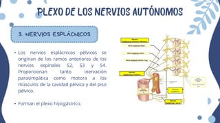 Plexo Sacro Suelo Pelviano powerpoint.pptx