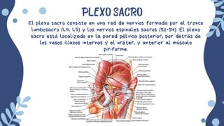 Plexo Sacro Suelo Pelviano powerpoint.pptx