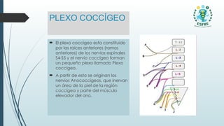 inervasiones de PLEXO SACRO Y COCCÍGEO JP.pptx