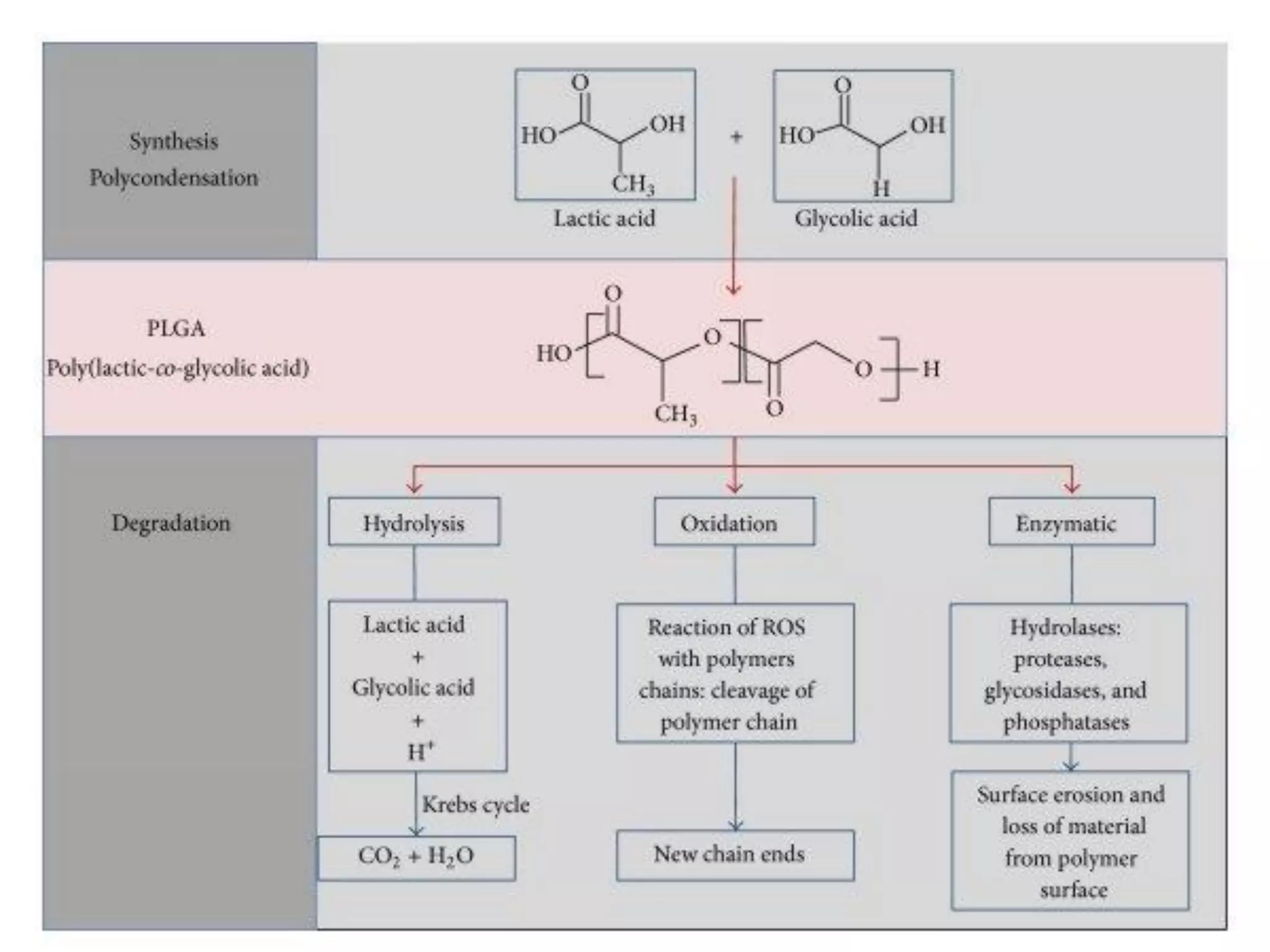 PLGA-An Biodegradable Polymer | PDF