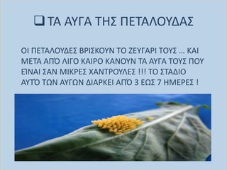 Plhroforikh | PPTX