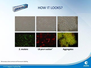 Plidenta pro t-action toothpaste presentation | PPT