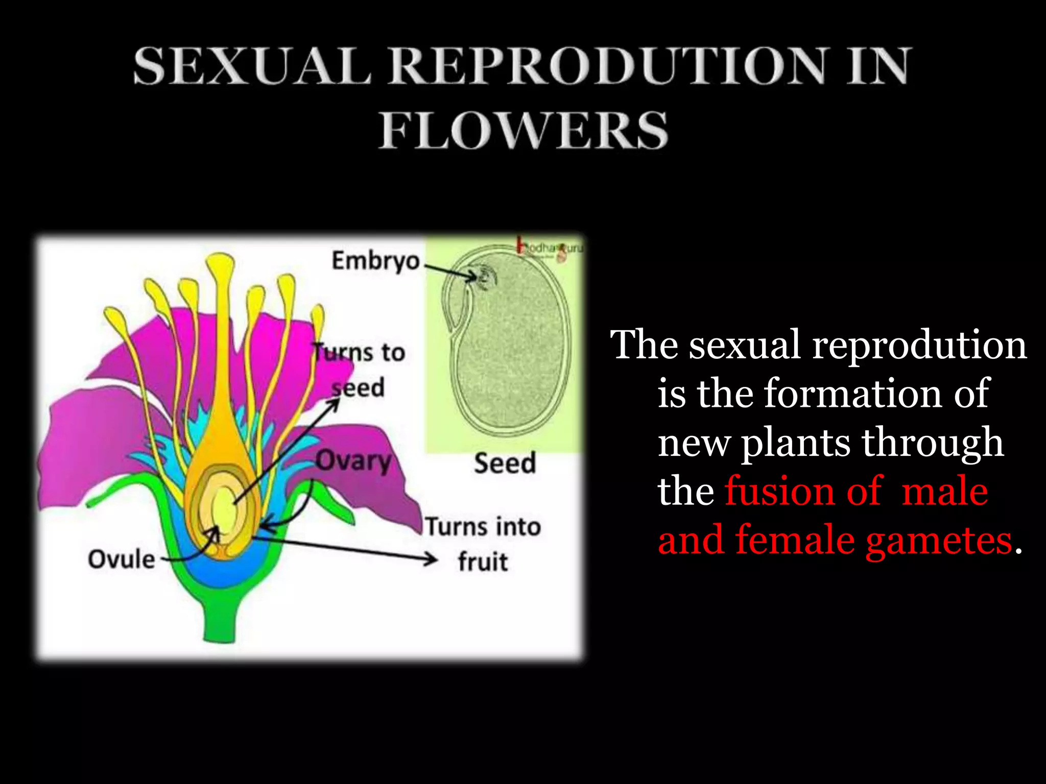REPRODUCTION IN PLANTS | PPTX | Infertility | Reproductive Health